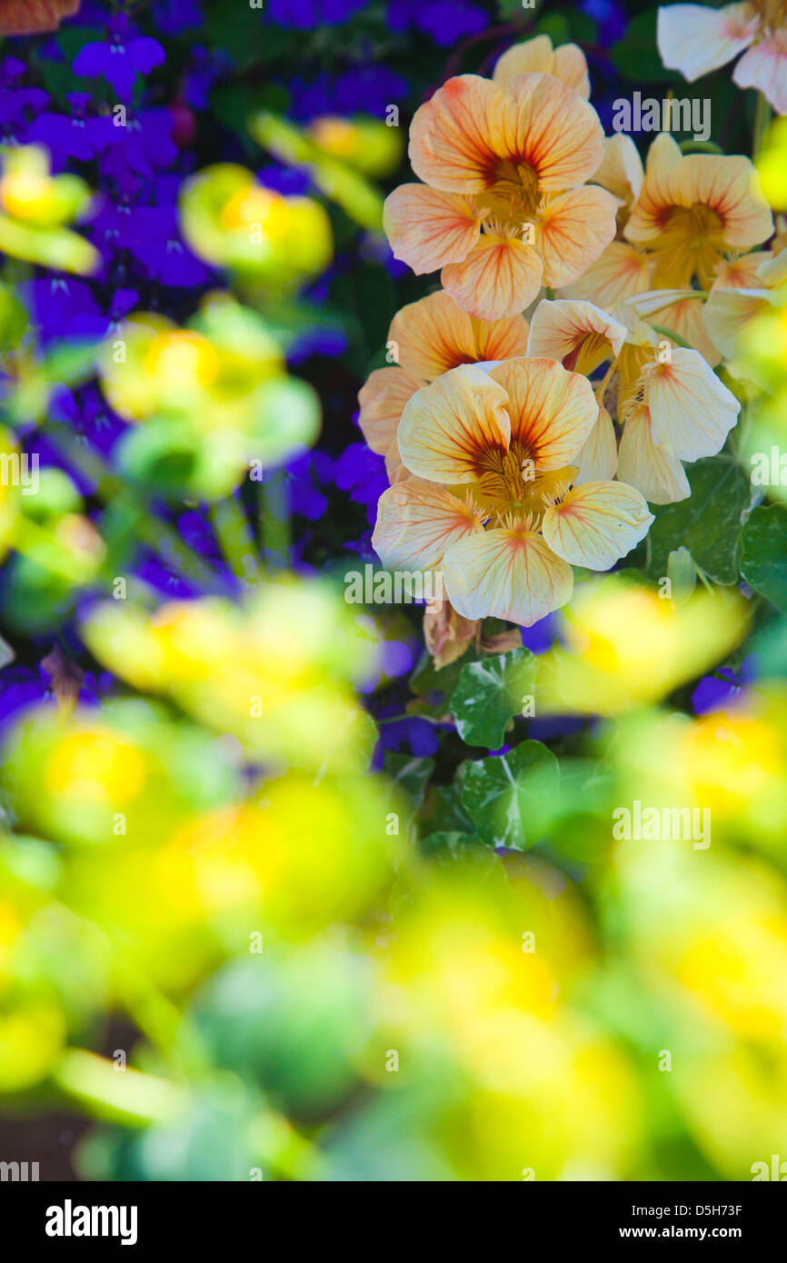 Flower of north america hi-res stock photography and images - Alamy