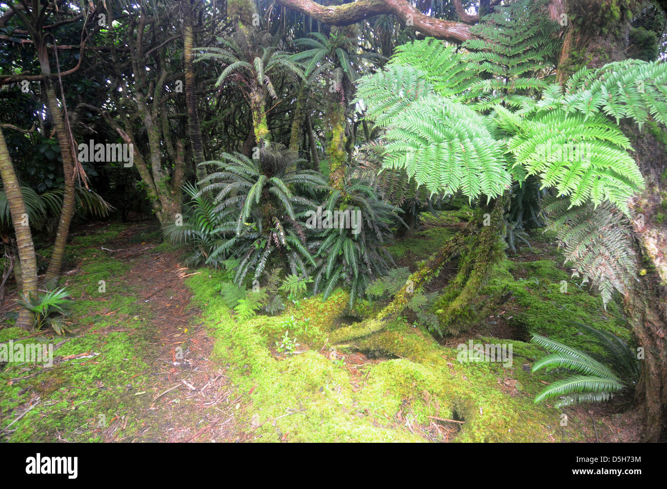 Track through cloud forest on the summit plateau of Mt Gower, Lord Howe ...