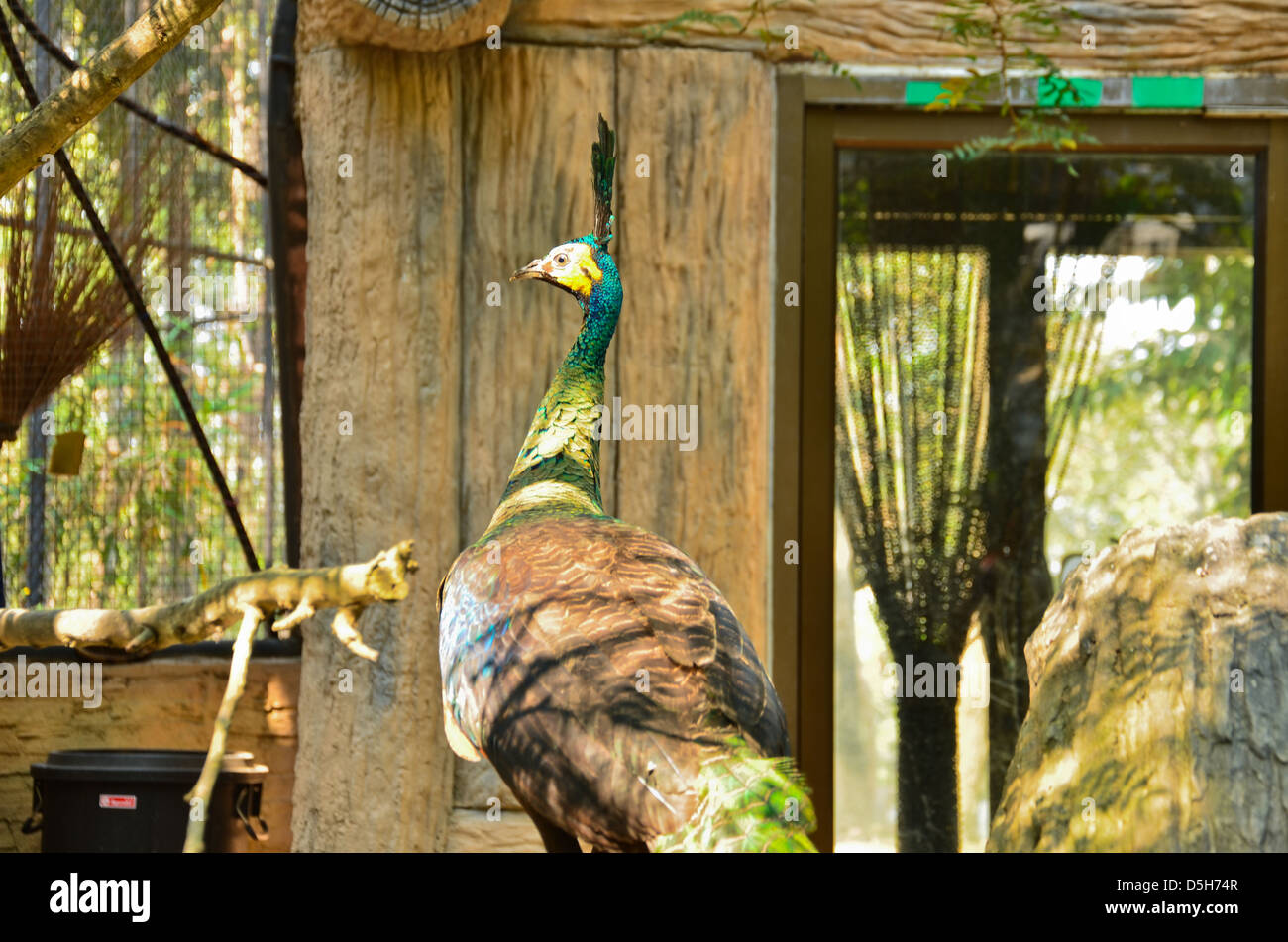 Preening peacock hi-res stock photography and images - Alamy