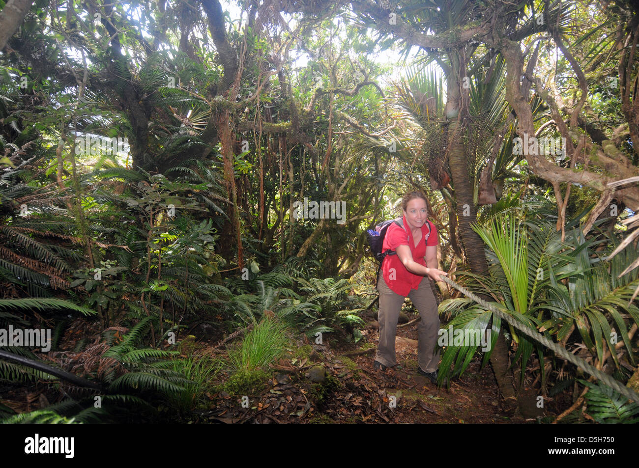 Hiker beginning rope descent off the summit plateau of Mt Gower, Lord ...
