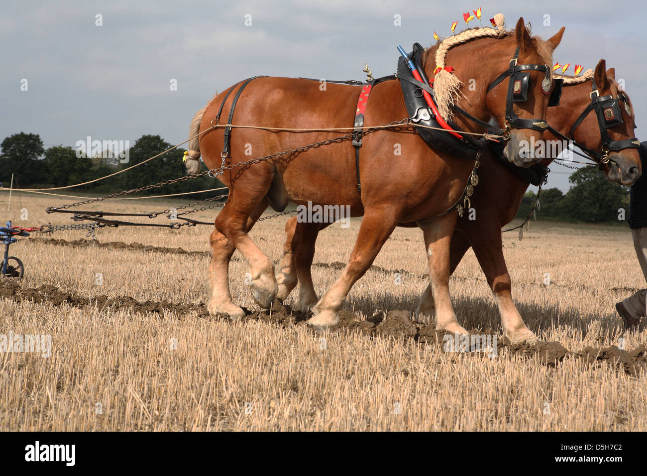 Shire horse societys hi-res stock photography and images - Alamy