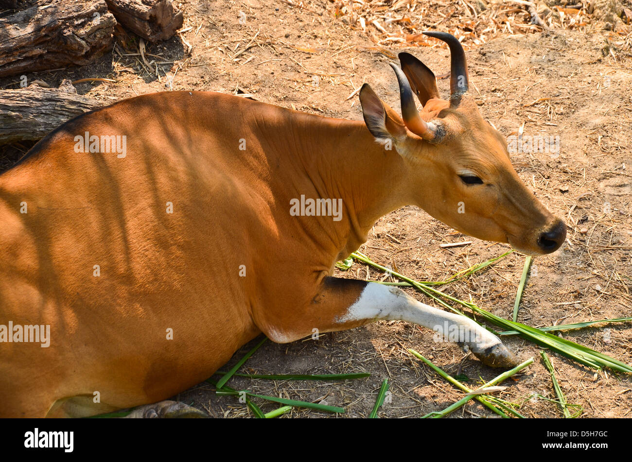 Banteng, red bull in rainforest of Thailand Stock Photo - Alamy