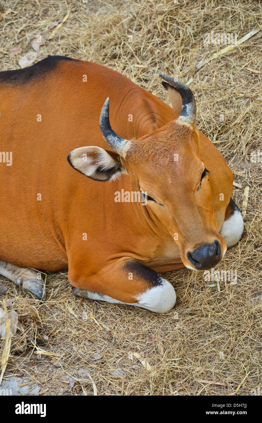 Banteng, red bull in rainforest of Thailand Stock Photo - Alamy