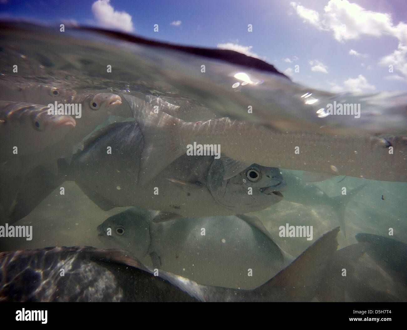 Silver drummer and mullet at Ned's Beach, Lord Howe Island, Australia ...