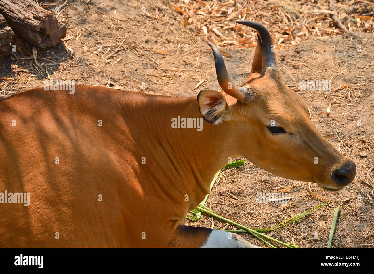 Banteng, red bull in rainforest of Thailand Stock Photo - Alamy