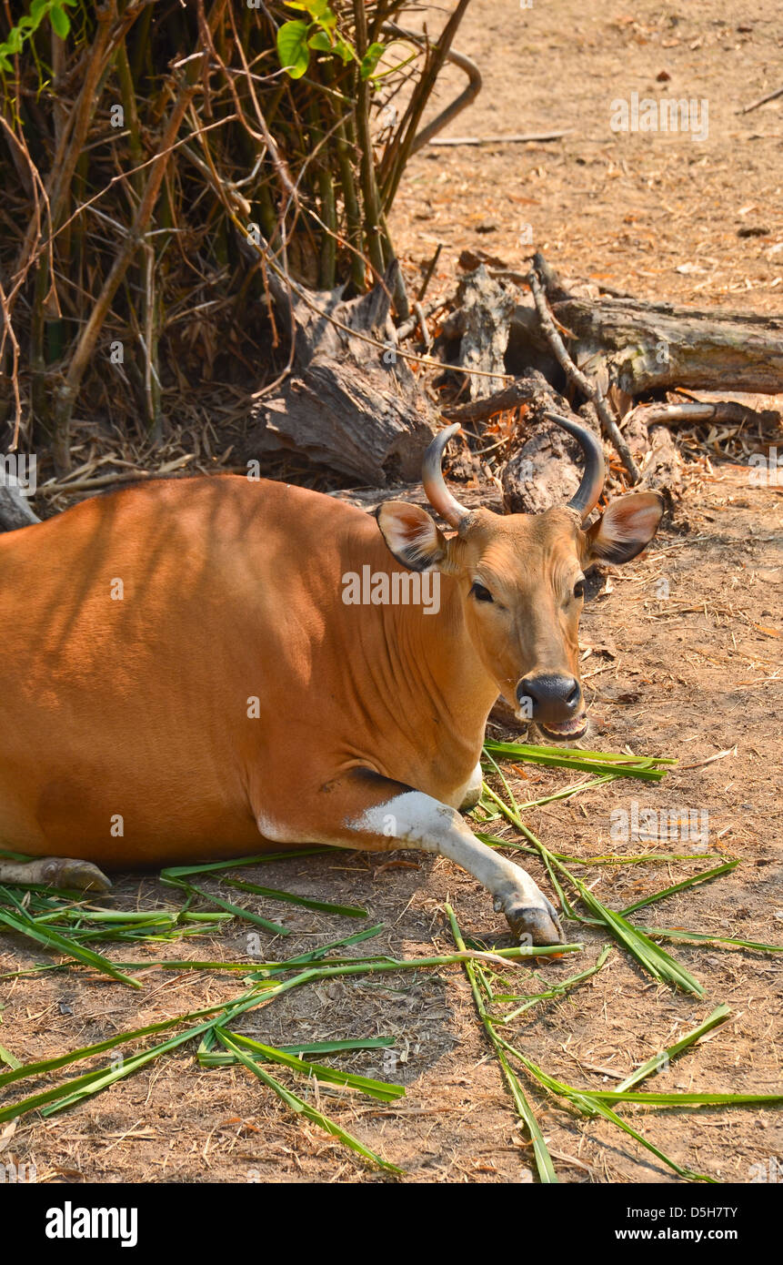 Banteng, red bull in rainforest of Thailand Stock Photo - Alamy