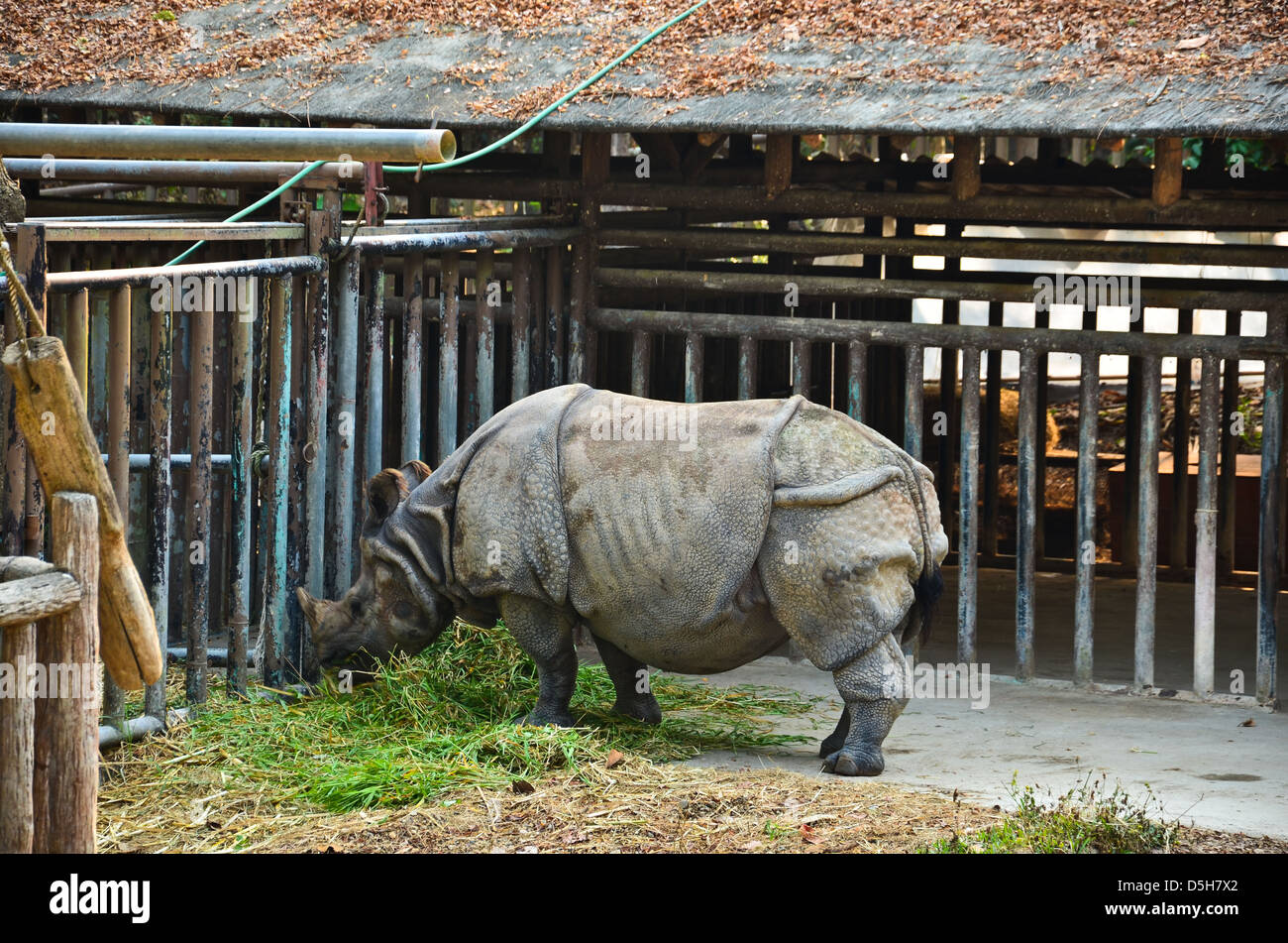 Rhinoceros in zoo Stock Photo - Alamy