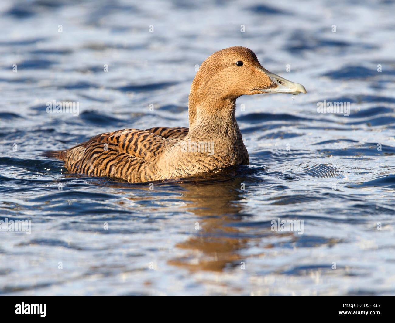 Female in sea hi-res stock photography and images - Alamy