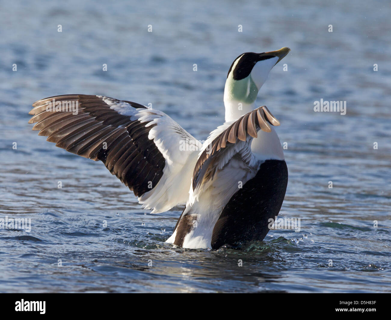 Male common eider in sea with wings spread Stock Photo - Alamy