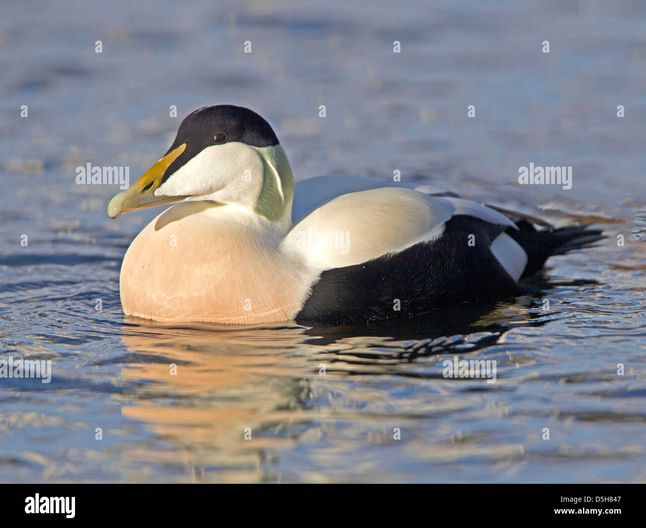 Male common eider in sea Stock Photo - Alamy