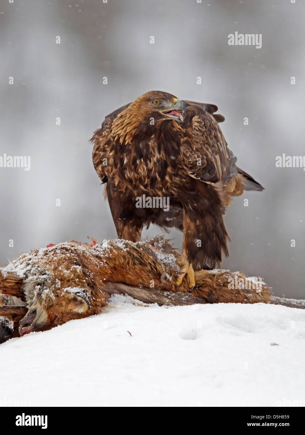 Adult golden eagle hi-res stock photography and images - Alamy
