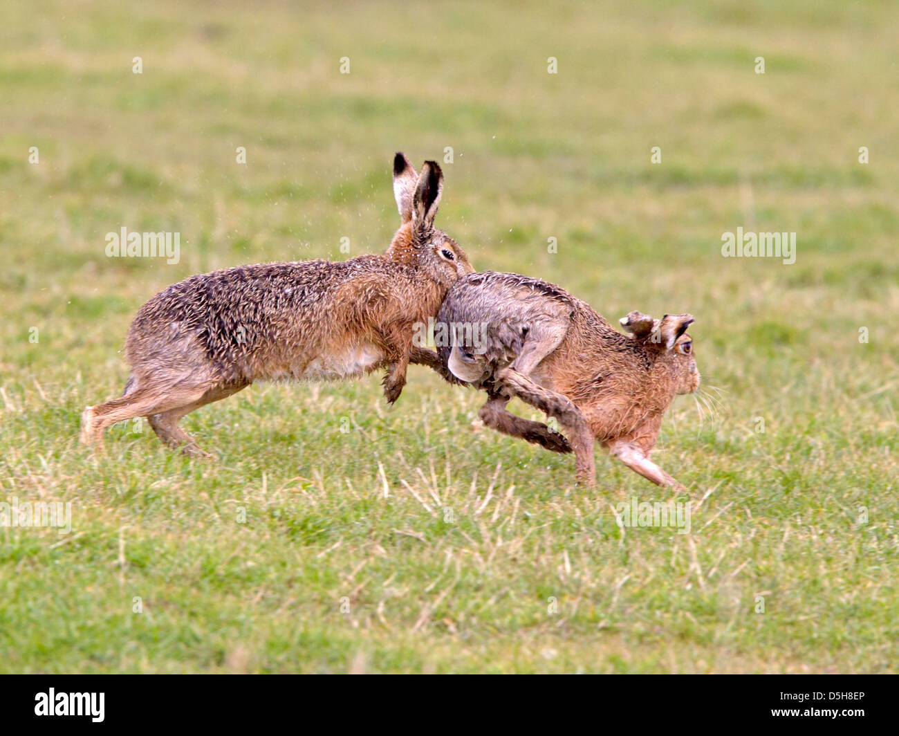 European brown hare, male chasing female Stock Photo - Alamy