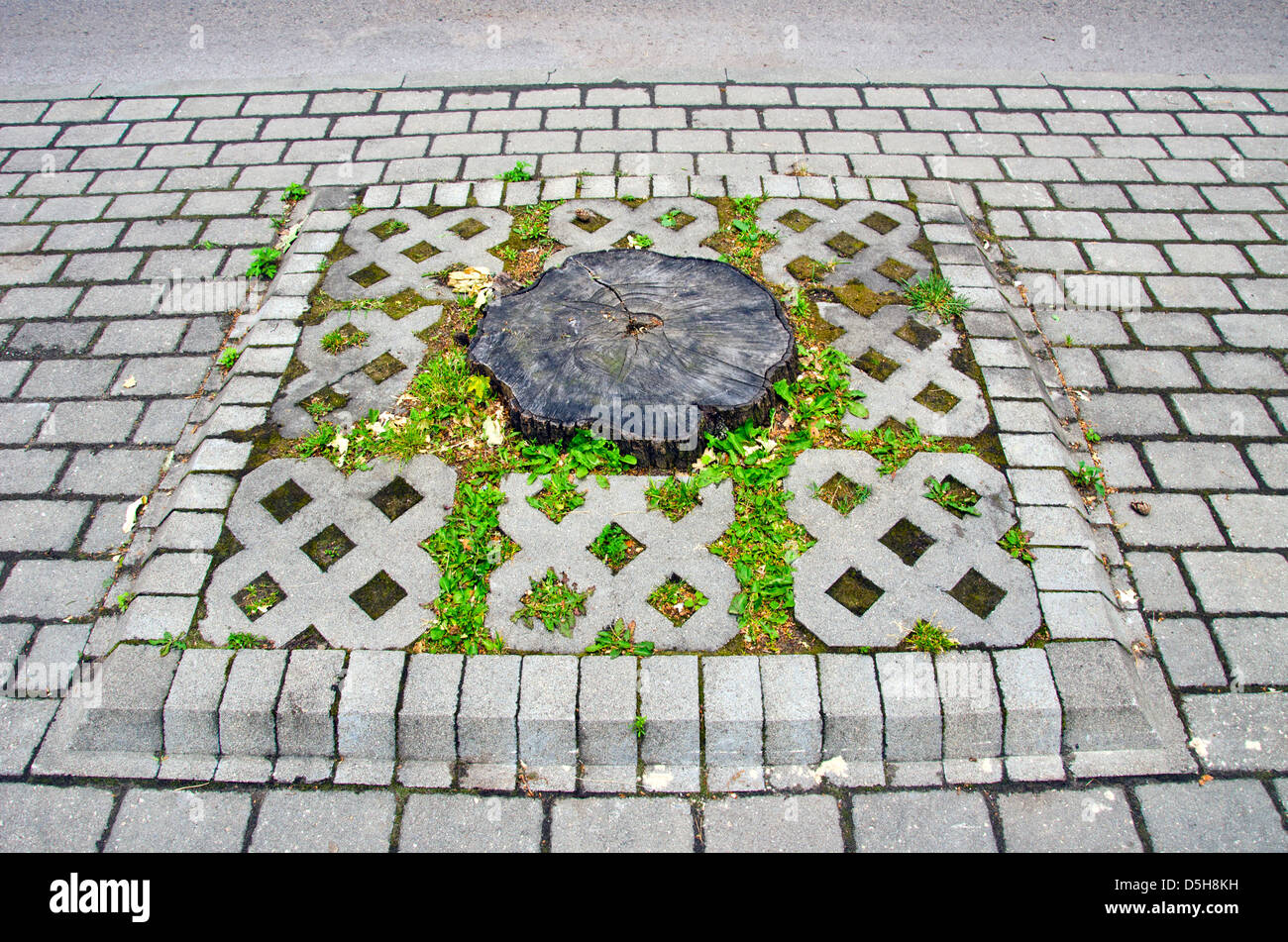 tree stump on city street pavement Stock Photo - Alamy