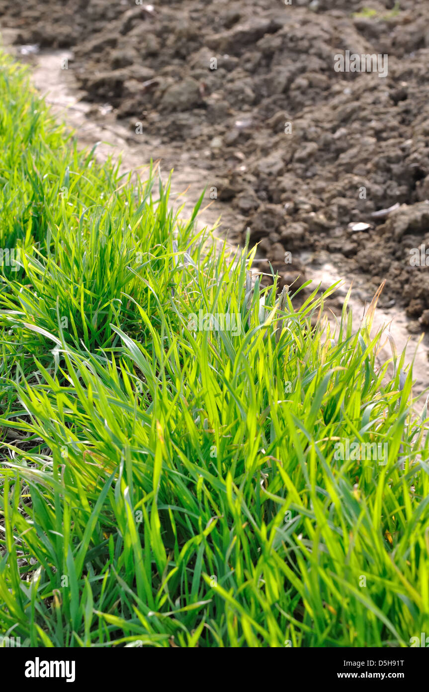 Green grass border hi-res stock photography and images - Alamy