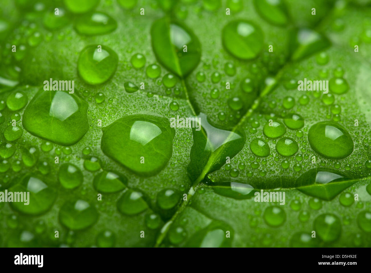 leaf with water drops Stock Photo - Alamy