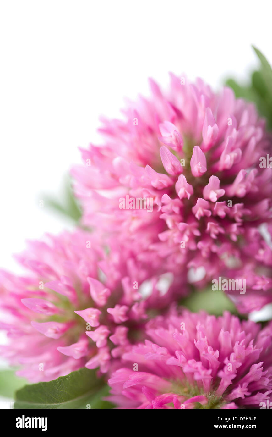pink clover flowers isolated Stock Photo - Alamy