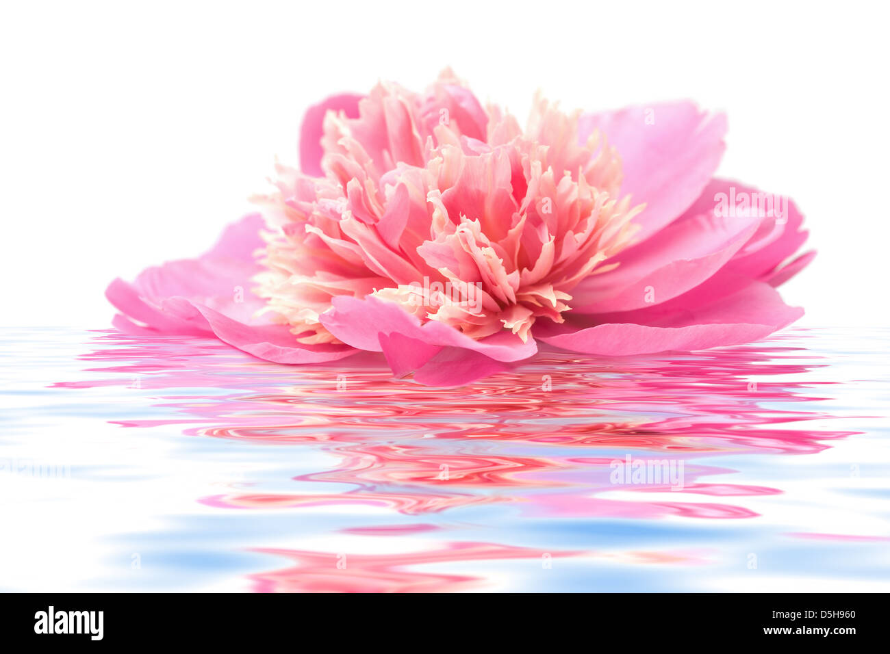 Vegetation floating in water hi-res stock photography and images - Alamy