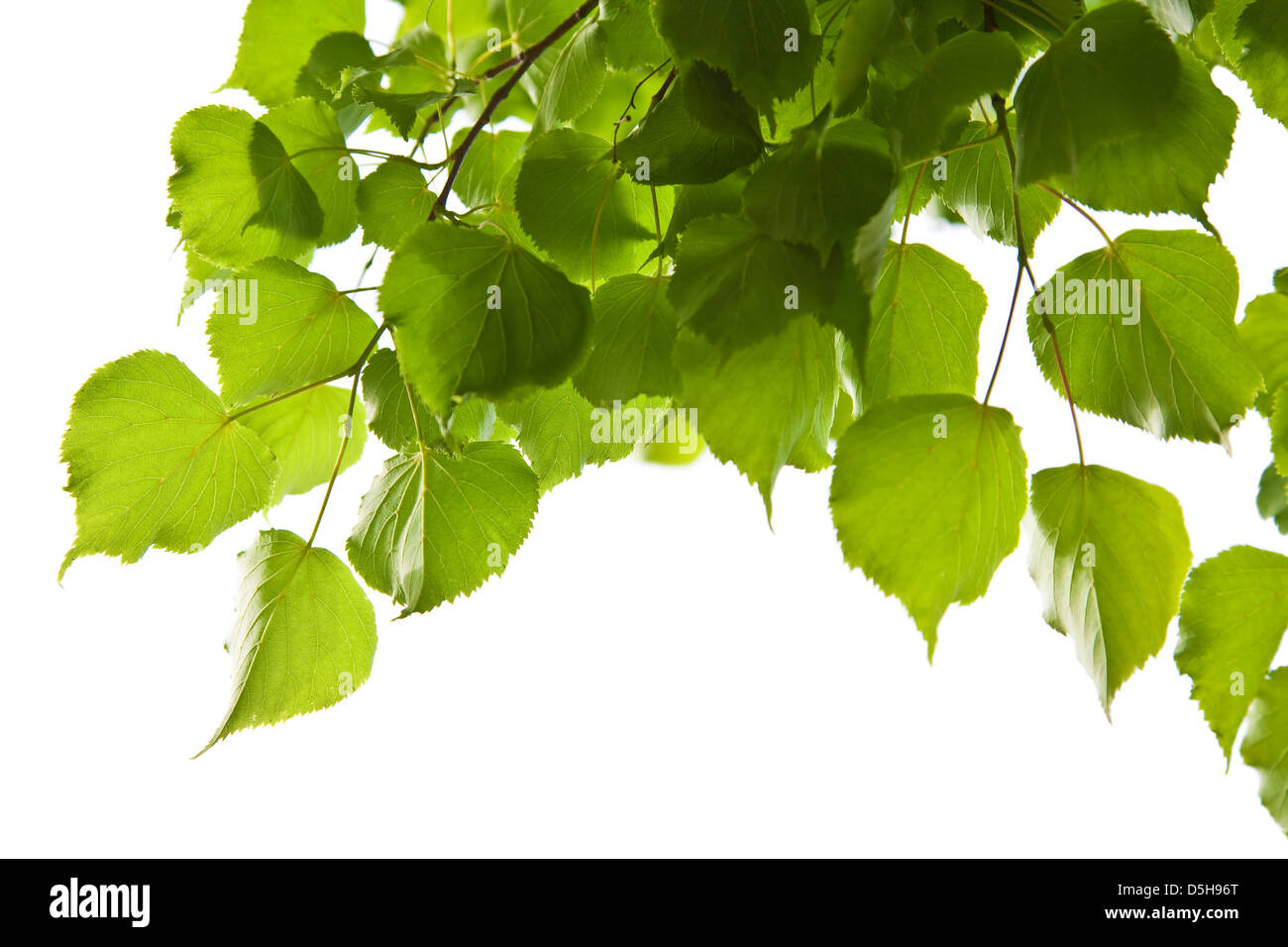 birch leaves isolated Stock Photo - Alamy