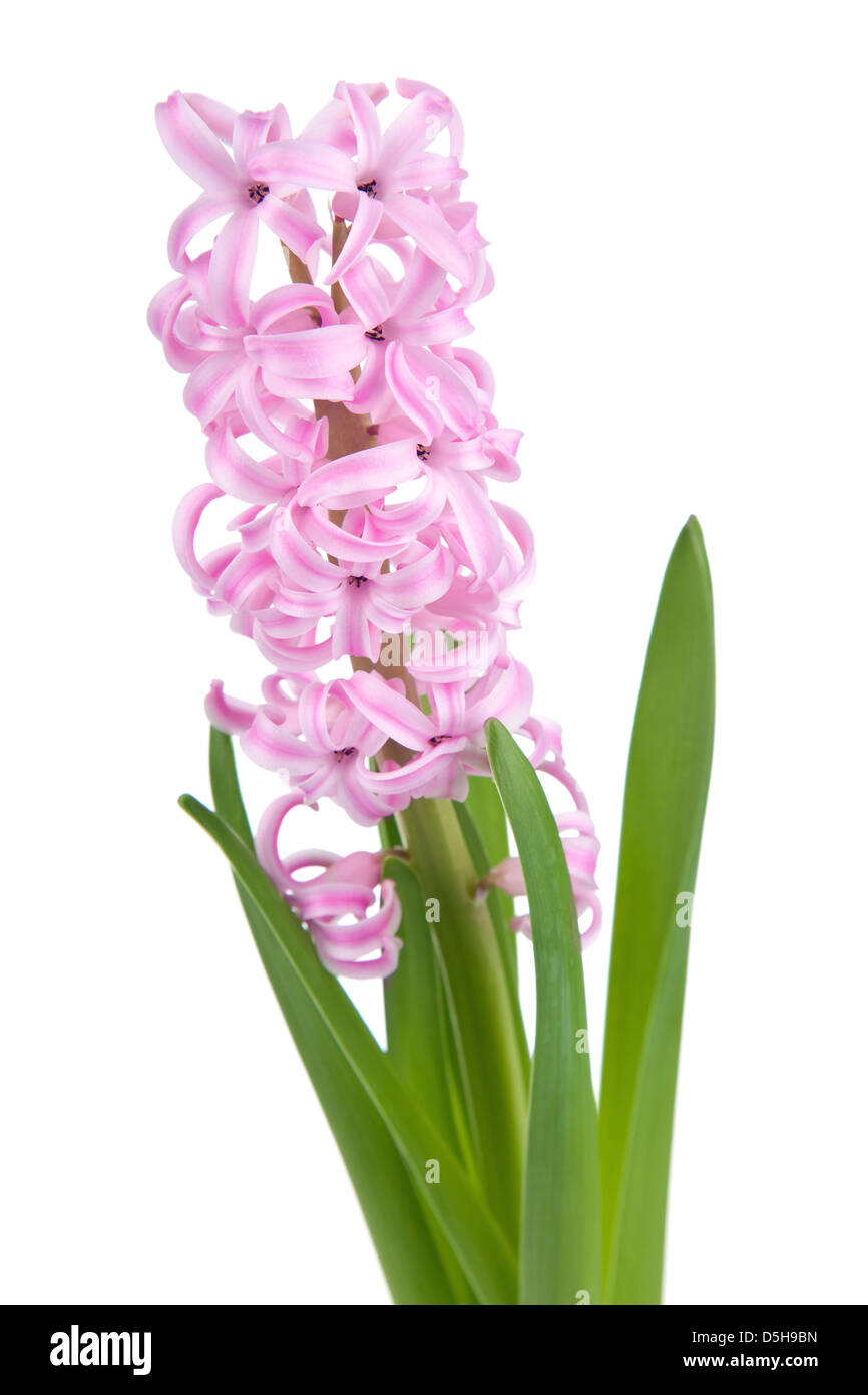 hyacinth flower isolated Stock Photo - Alamy