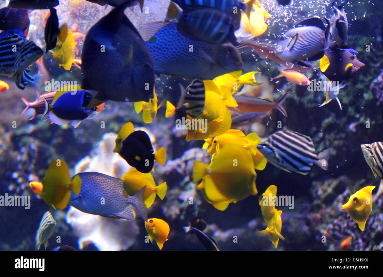 Many fishes in shiny colours, amoung them surgeonfish, rabbitfish ...