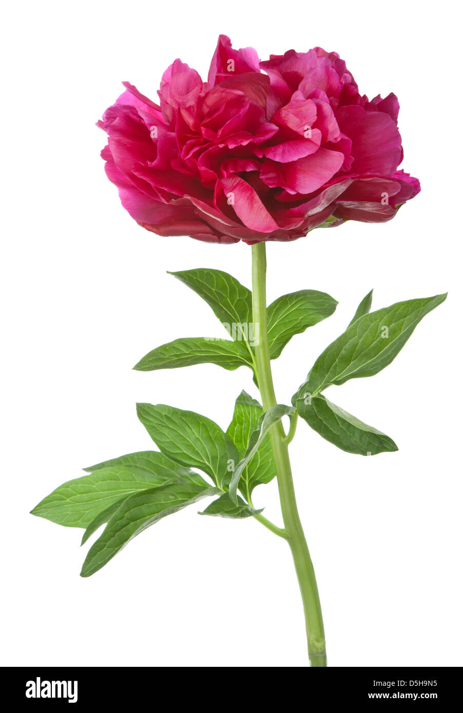red peony flower isolated Stock Photo - Alamy