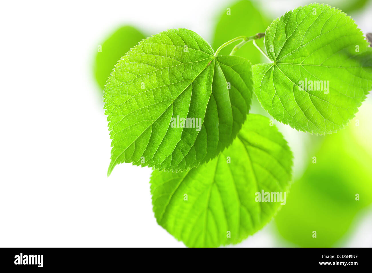 fresh green leaves isolated Stock Photo - Alamy