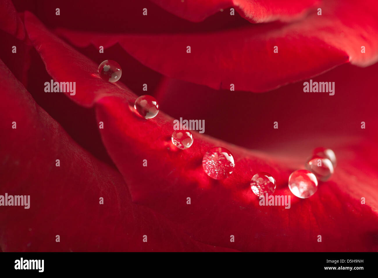 red rose with water drops Stock Photo - Alamy