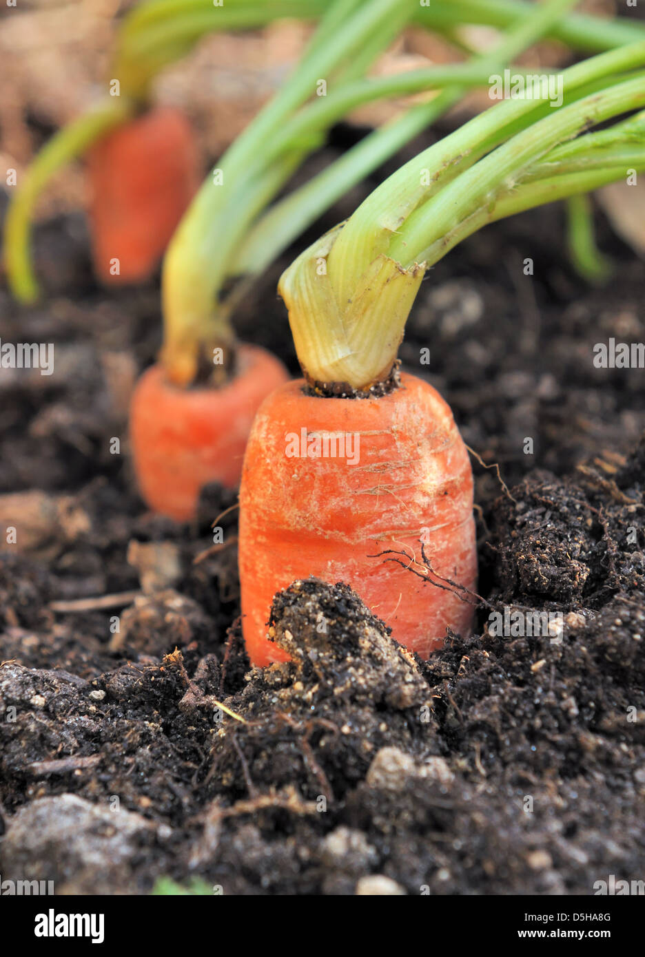 Closeup of a ripe carrot in a vegetable garden soil Stock Photo - Alamy