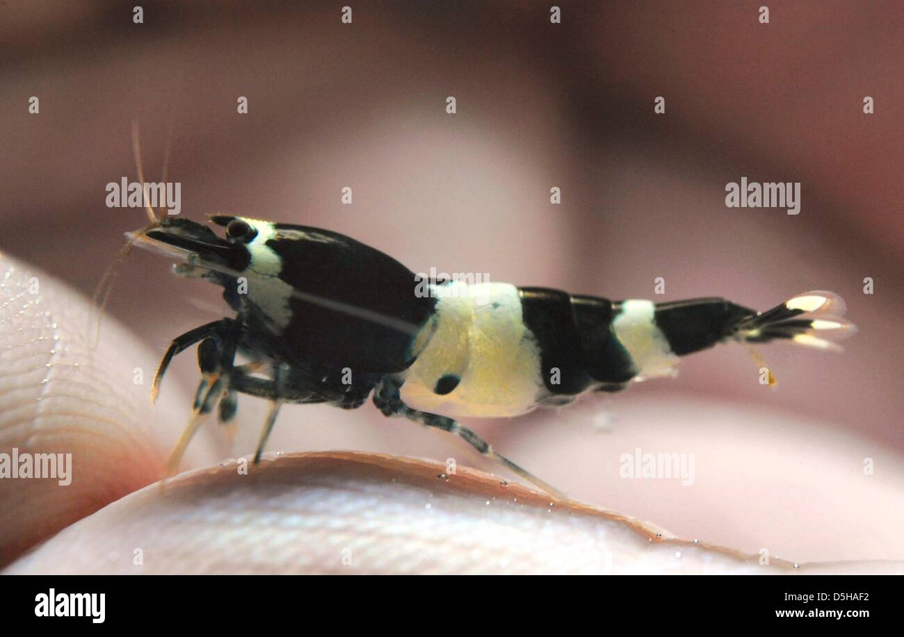 A panda shrimp pictured at ABF leisure and shopping fair in Hanover ...