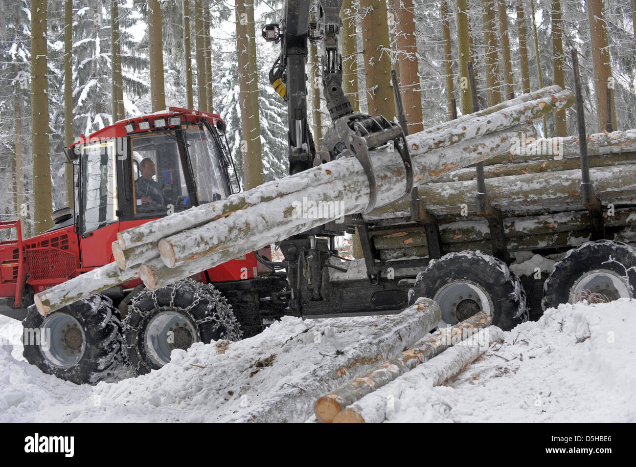 Foresters use heavy machinery to harvest 100-year-old firs in the so ...