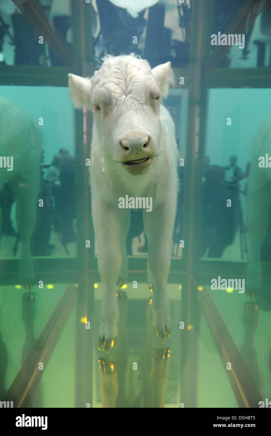 The exhibit 'False Idol', a calf in formaldehyde by artist Damien Hirst ...