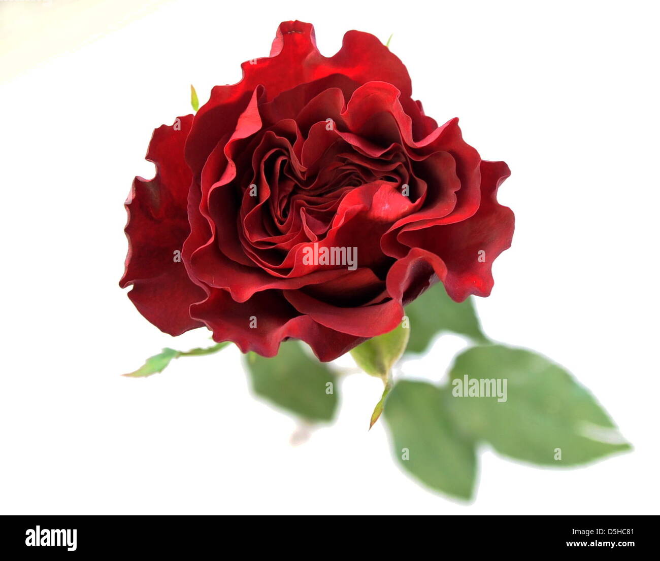 ILLUSTRATION - A red rose seen in Munich, Germany, 10 February 2010 ...