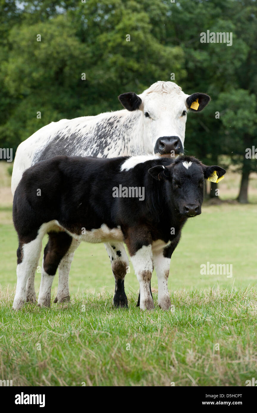 British Blue cow and calf. Devon Stock Photo - Alamy