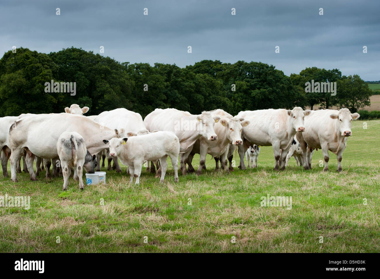 British blue cattle hi-res stock photography and images - Alamy