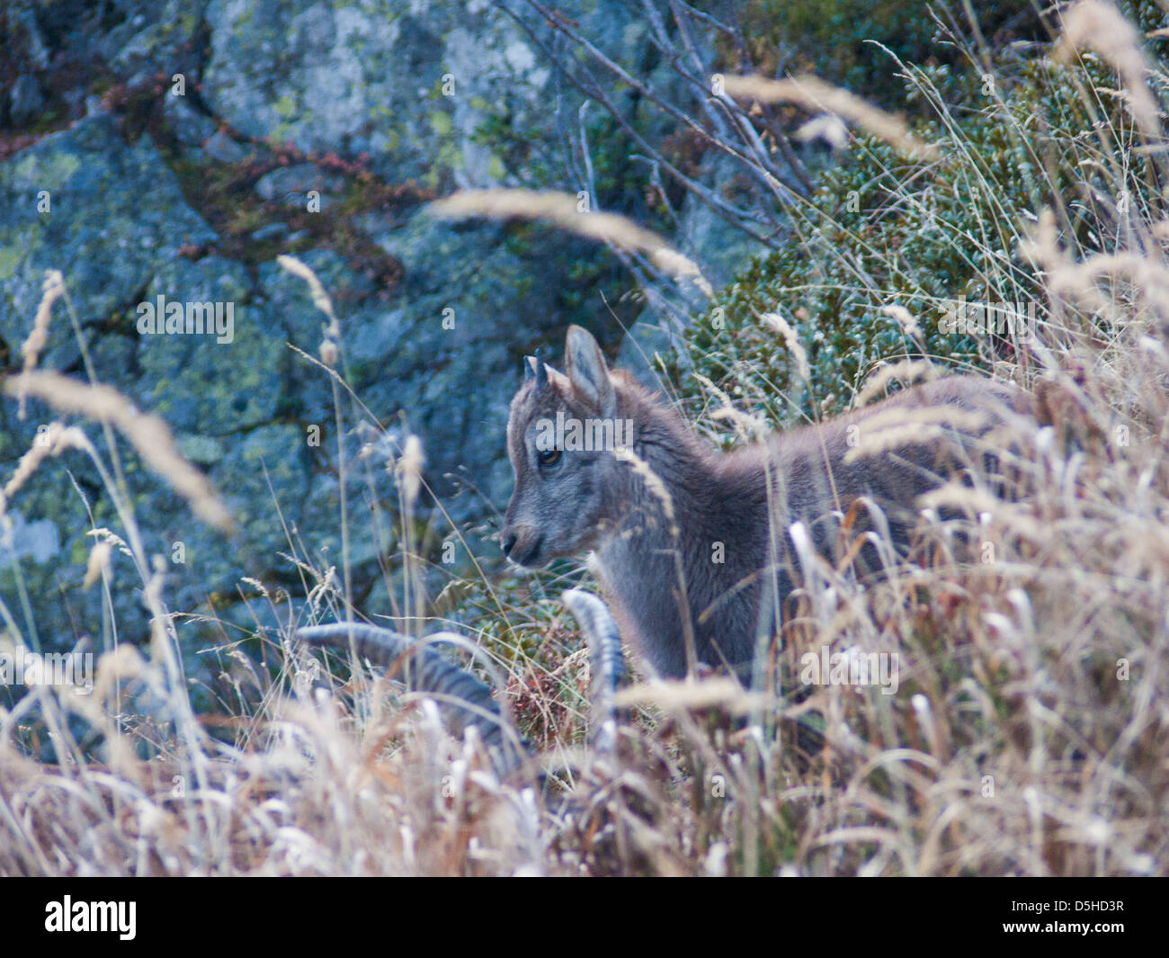 Chamonix ibex animal goat hi-res stock photography and images - Alamy
