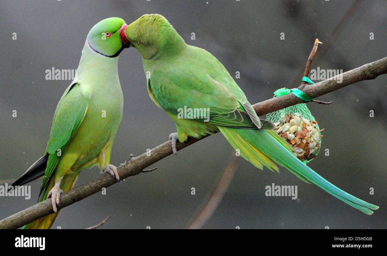 Two wildlife rose-ringed parakeets (Psittacula krameri) also called ...