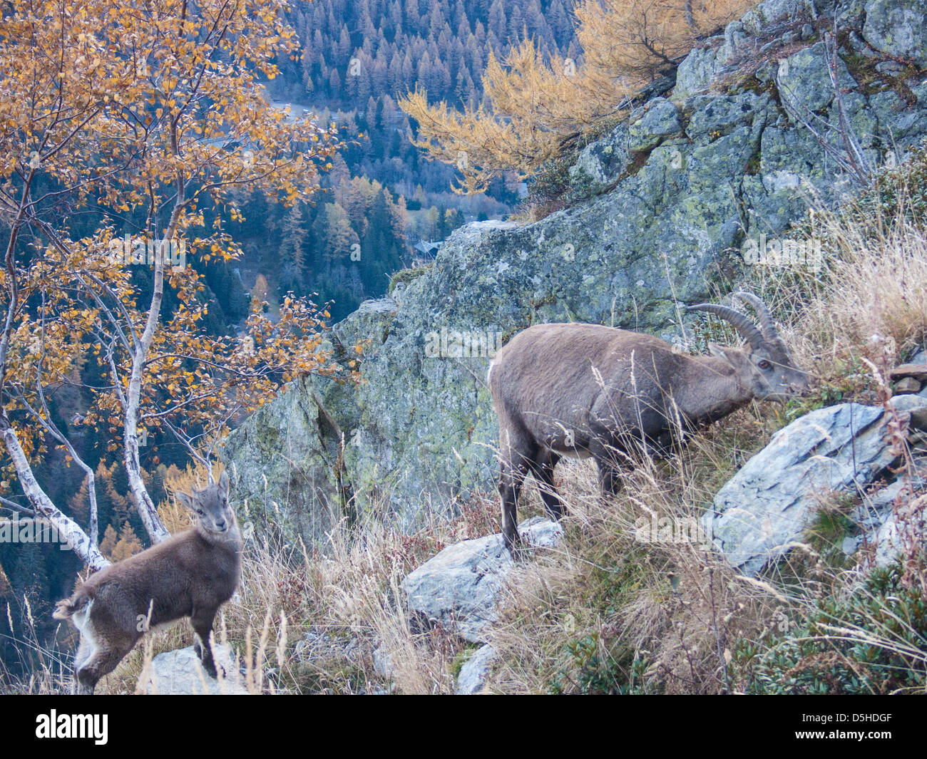 Chamonix ibex animal goat hi-res stock photography and images - Alamy