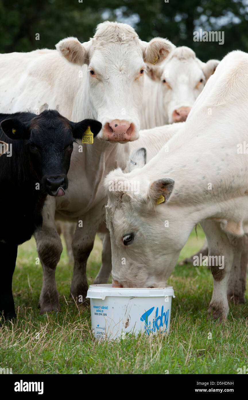 Herd of beef cattle at a supplement feed lick Stock Photo - Alamy