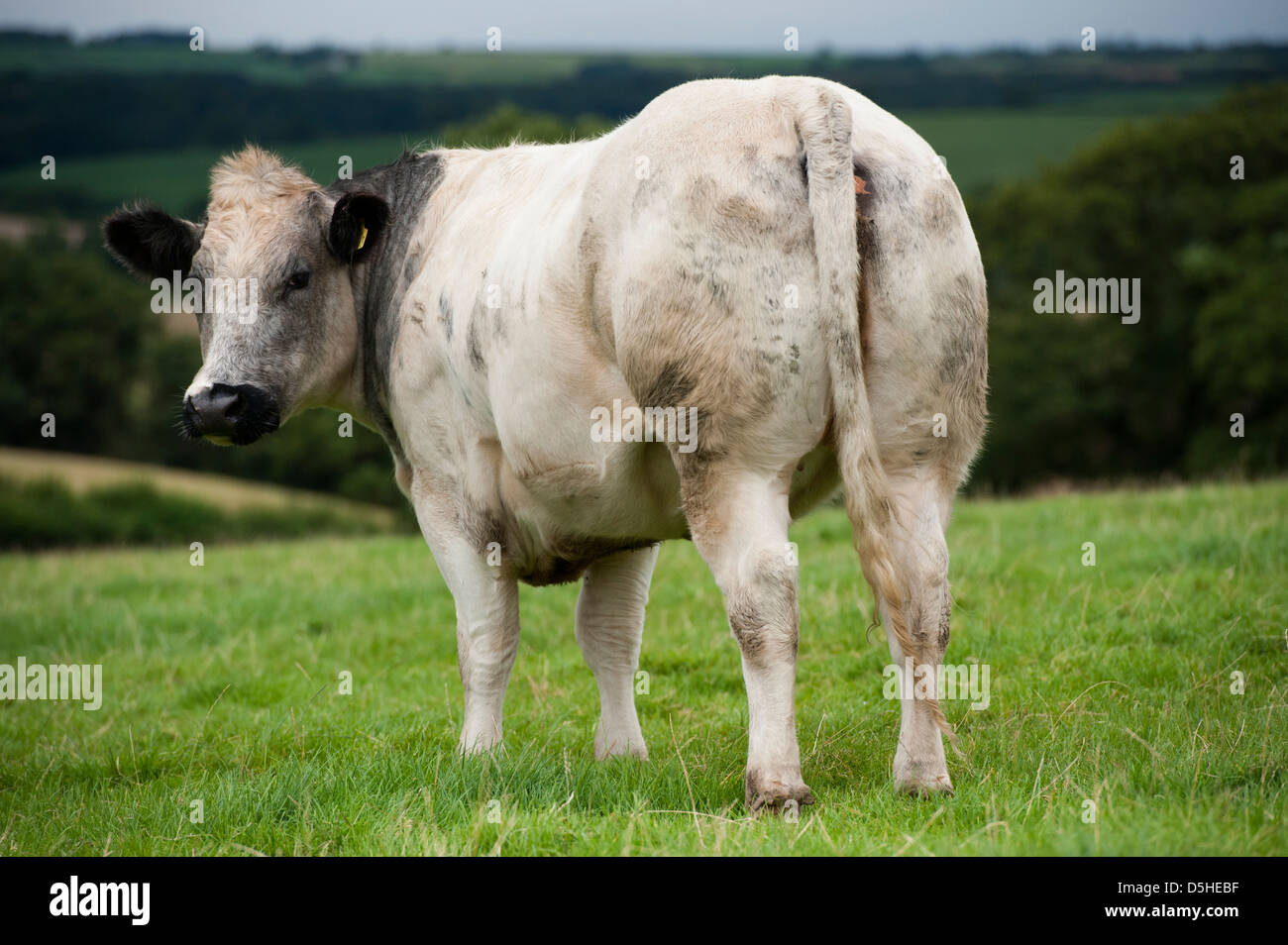 Cow rear end hi-res stock photography and images - Alamy