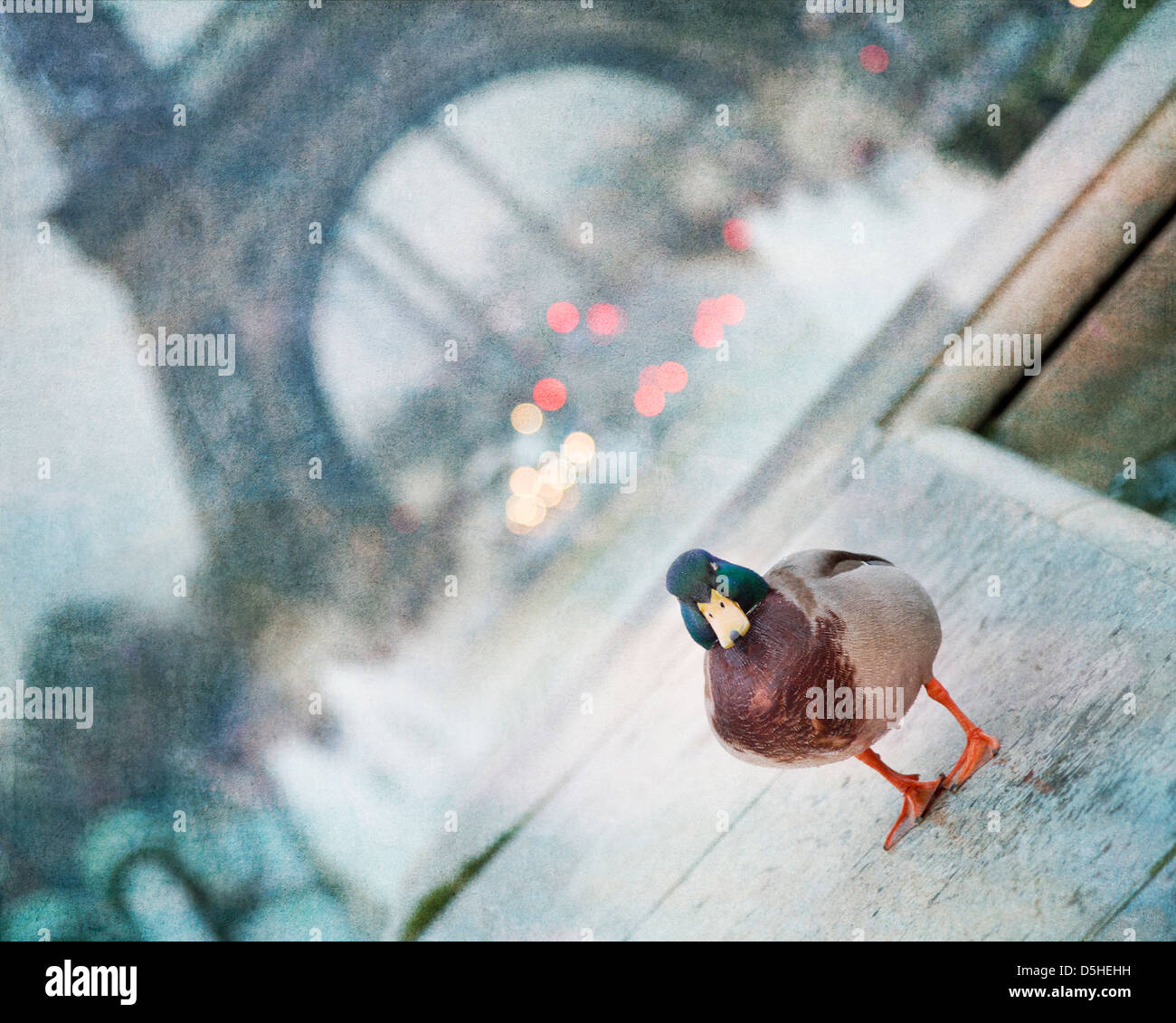 Duck with the Eiffel Tower as background in Paris, France Stock Photo ...