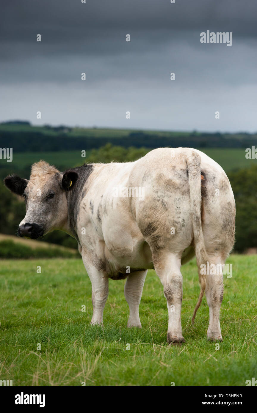 Rear cattle hi-res stock photography and images - Alamy