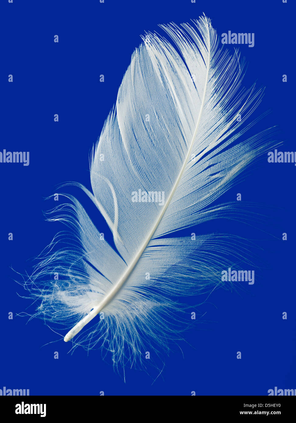Goose Feather Isolated on Blue Background Stock Photo - Alamy