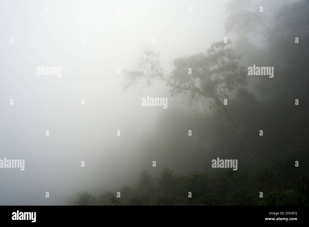 Tropical rain forest in the fog. photographed in the Sierra Nevada de ...