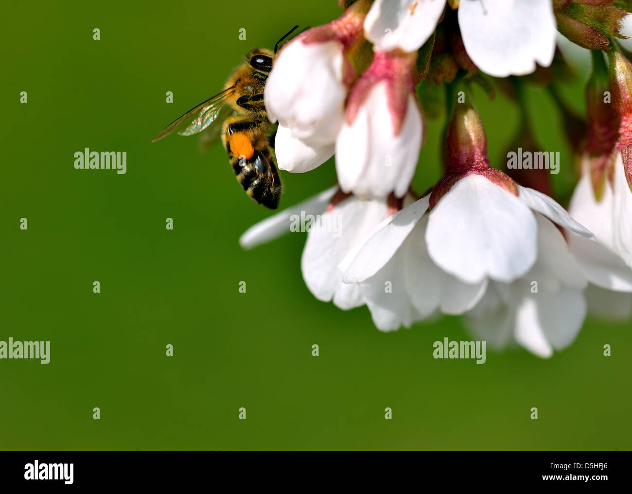 flower and bees on a green background Stock Photo - Alamy