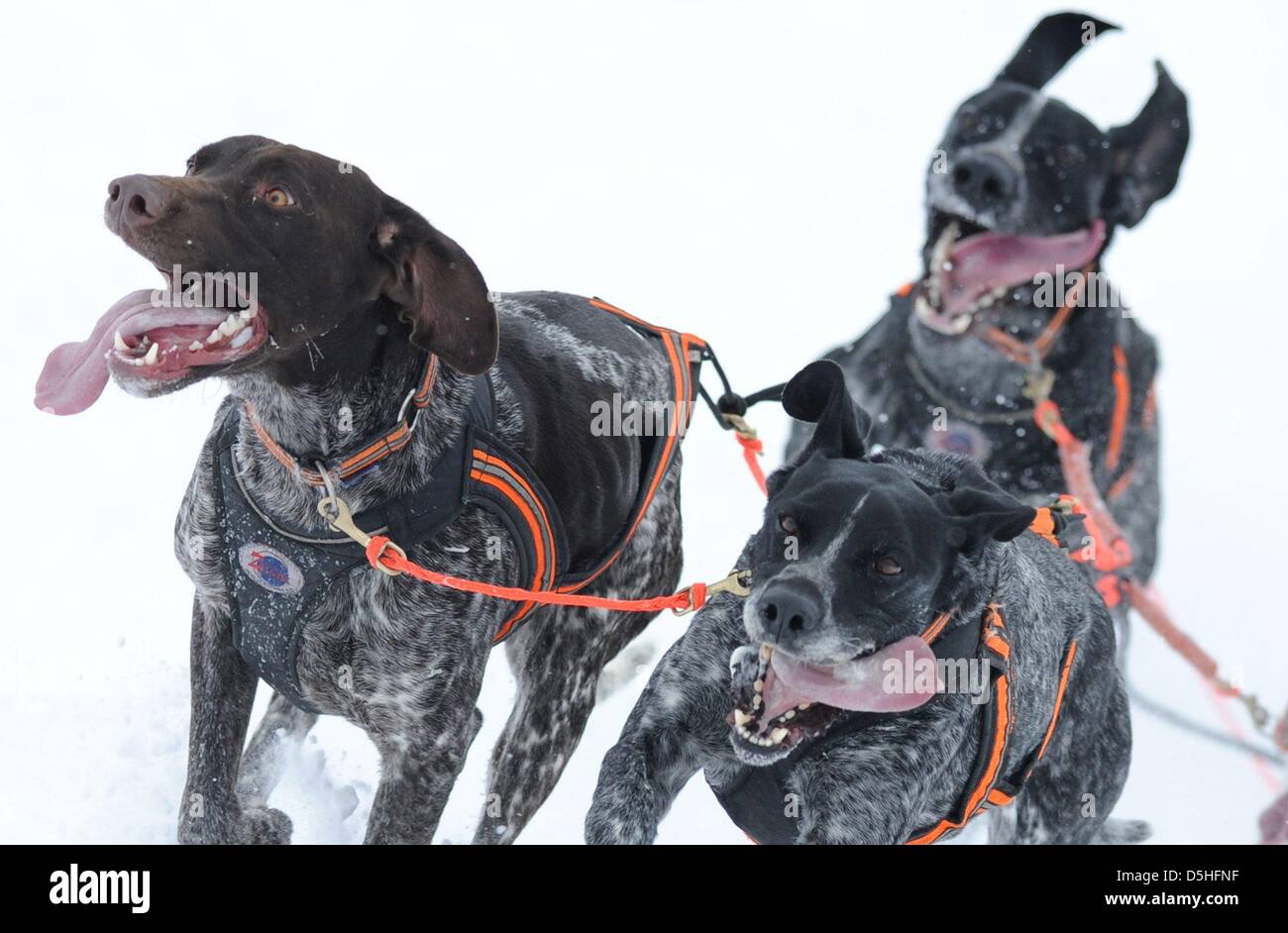 A dog sledge team awaits the action ahead of a race in Winterberg in ...