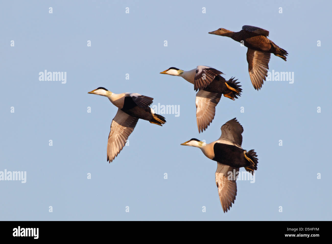Common eiders hi-res stock photography and images - Alamy