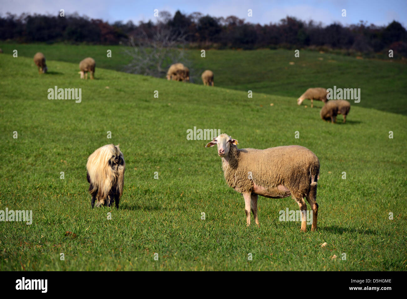 Sheep and green grass hi-res stock photography and images - Alamy