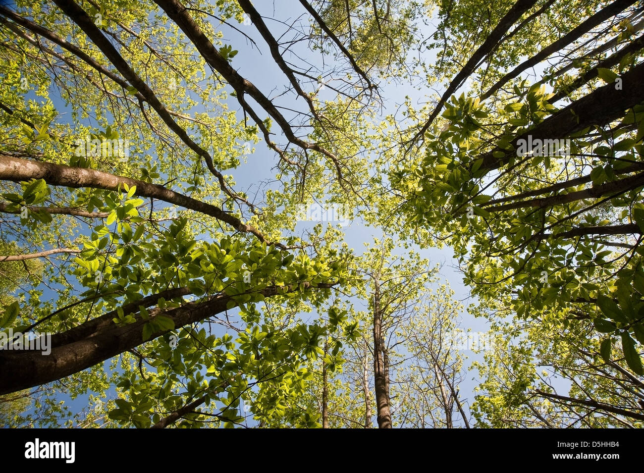 Worms eye view of trees hi-res stock photography and images - Alamy