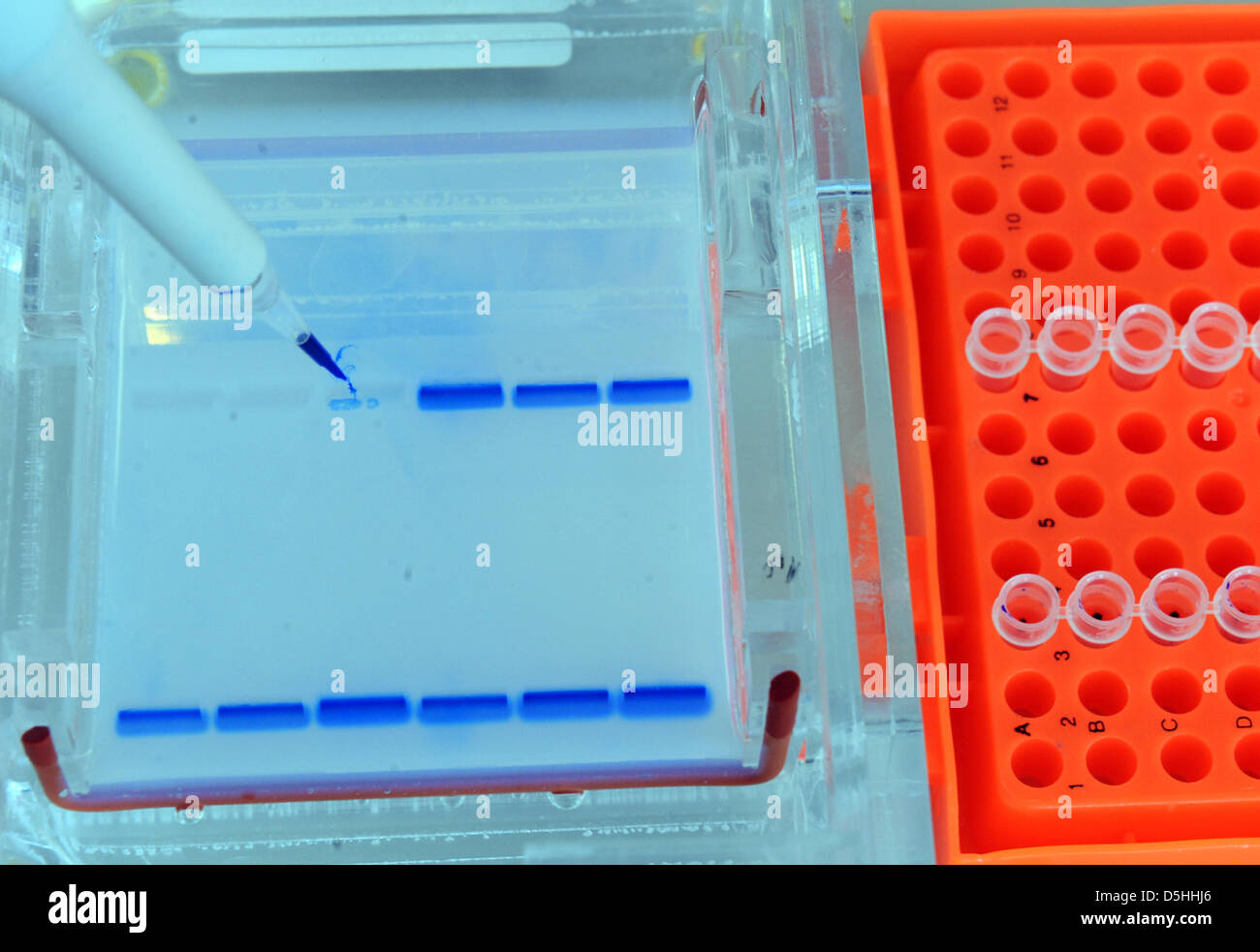 Gel electrophoresis hi-res stock photography and images - Alamy