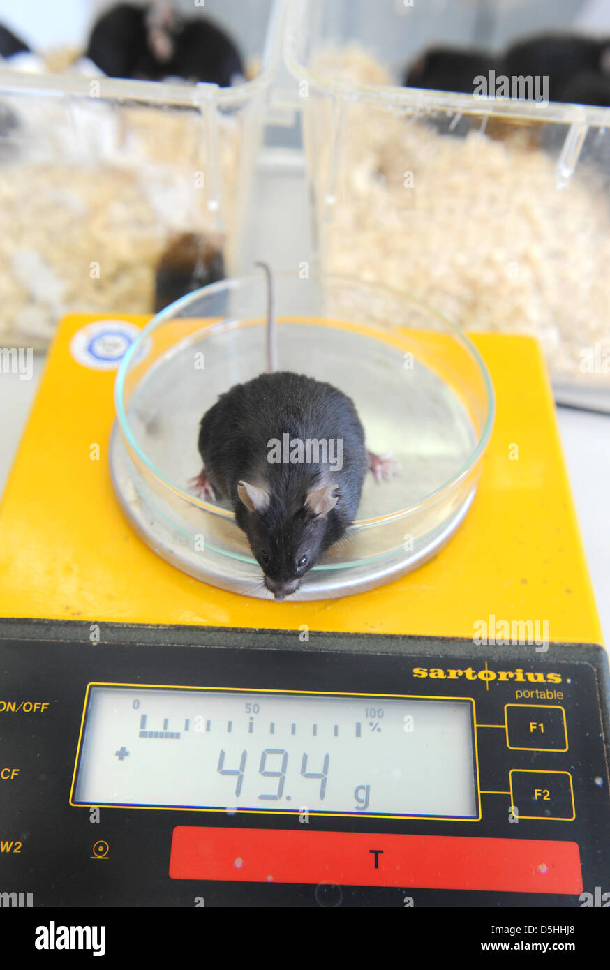 A thick mouse sits on a scale at the clinic for internal medicine of ...
